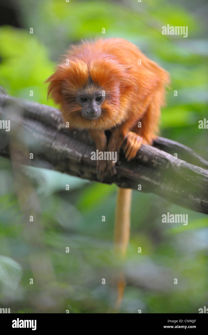 Golden Lion Tamarins High Resolution Stock Photography and Images - Alamy