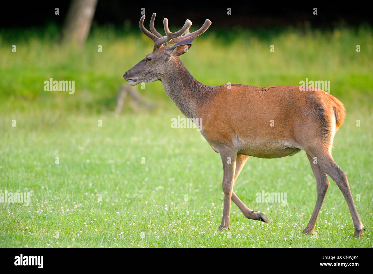 Adolescent Deer High Resolution Stock Photography and Images - Alamy