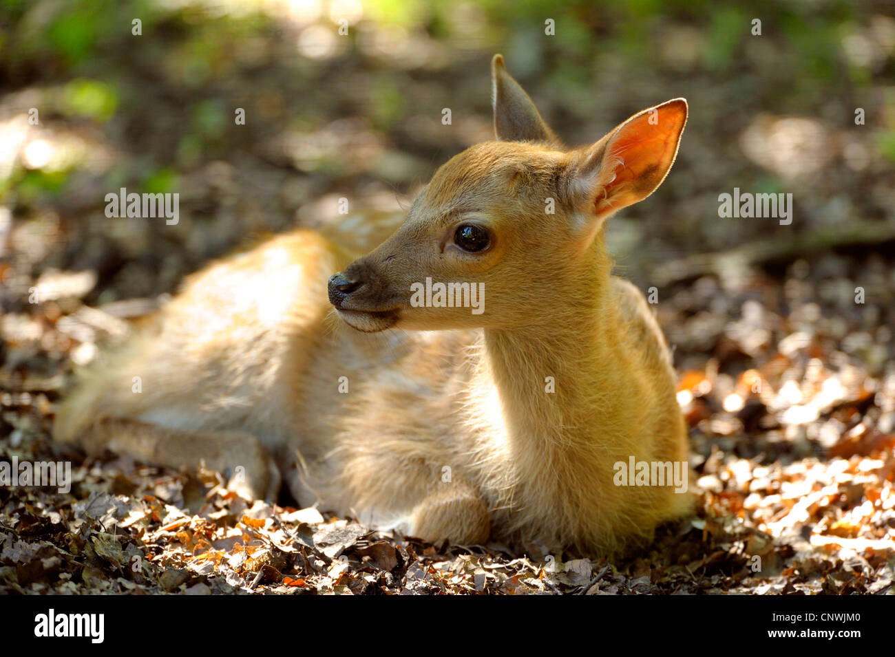 Baby deer sitting on ground hi-res stock photography and images - Alamy
