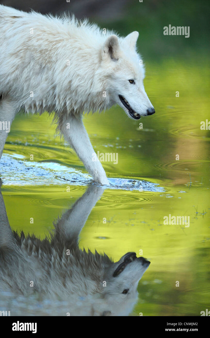 Wolf reflection water hi-res stock photography and images - Alamy