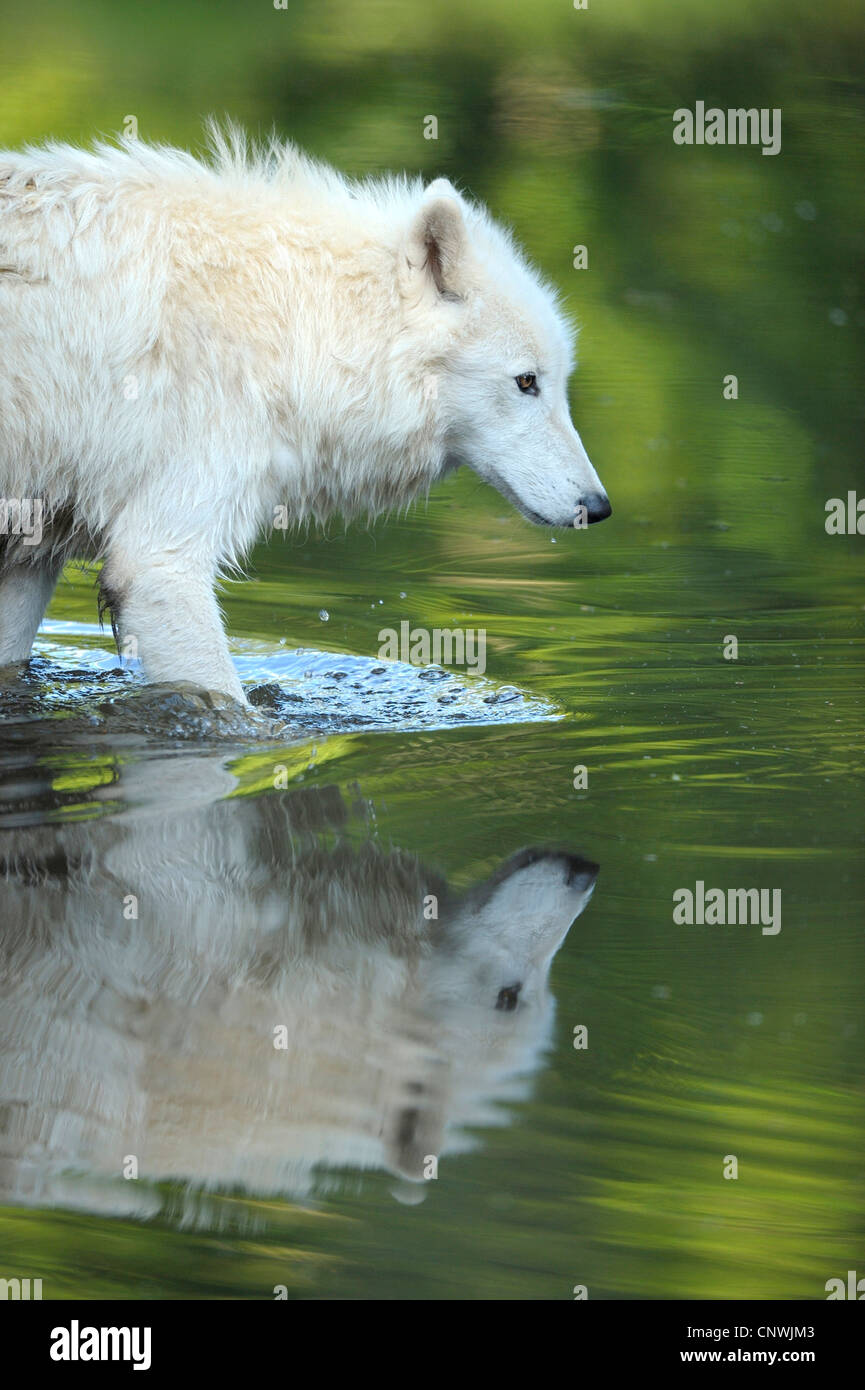 Through the arctic tundra hi-res stock photography and images - Alamy