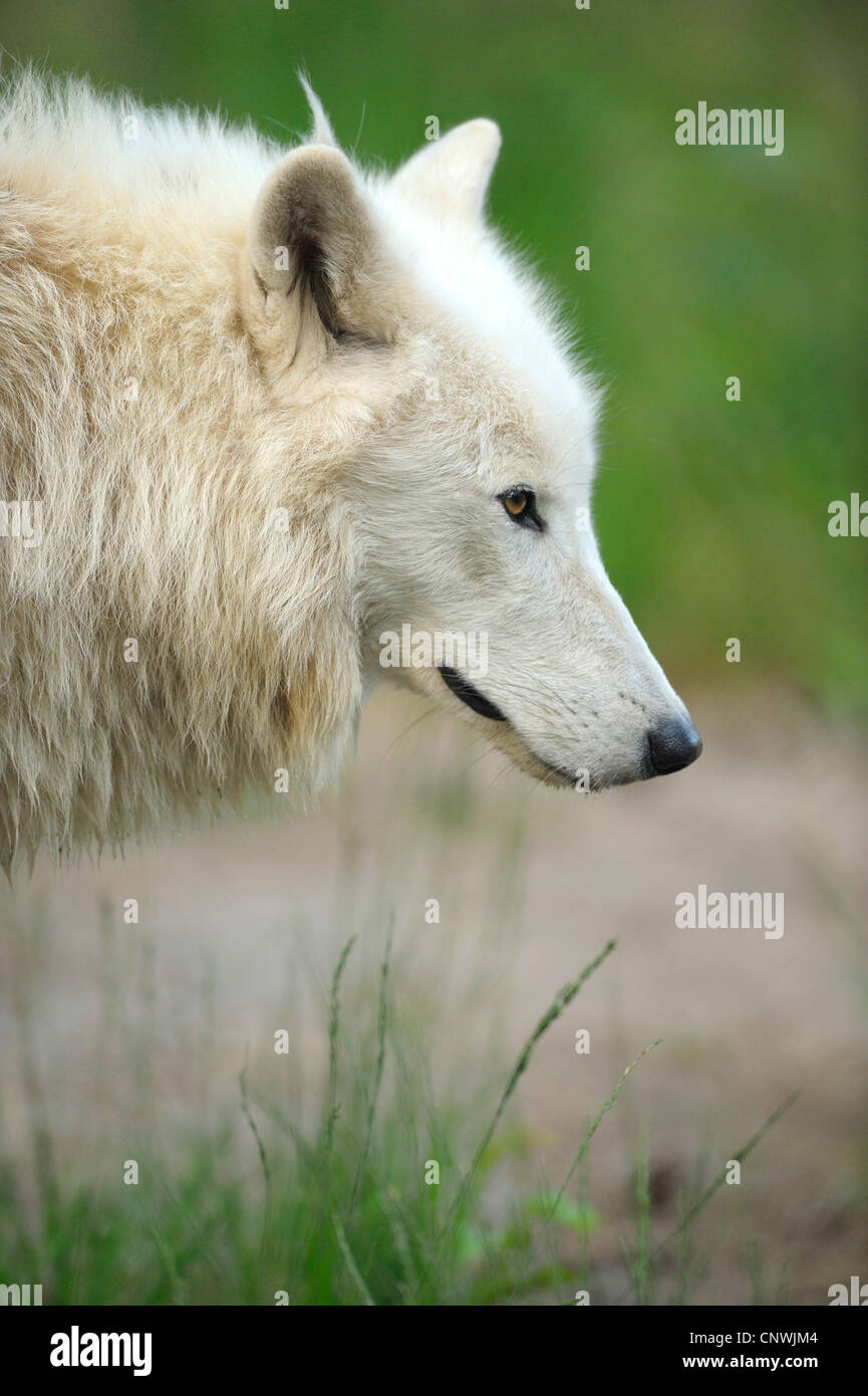 White Wolf Side Profile