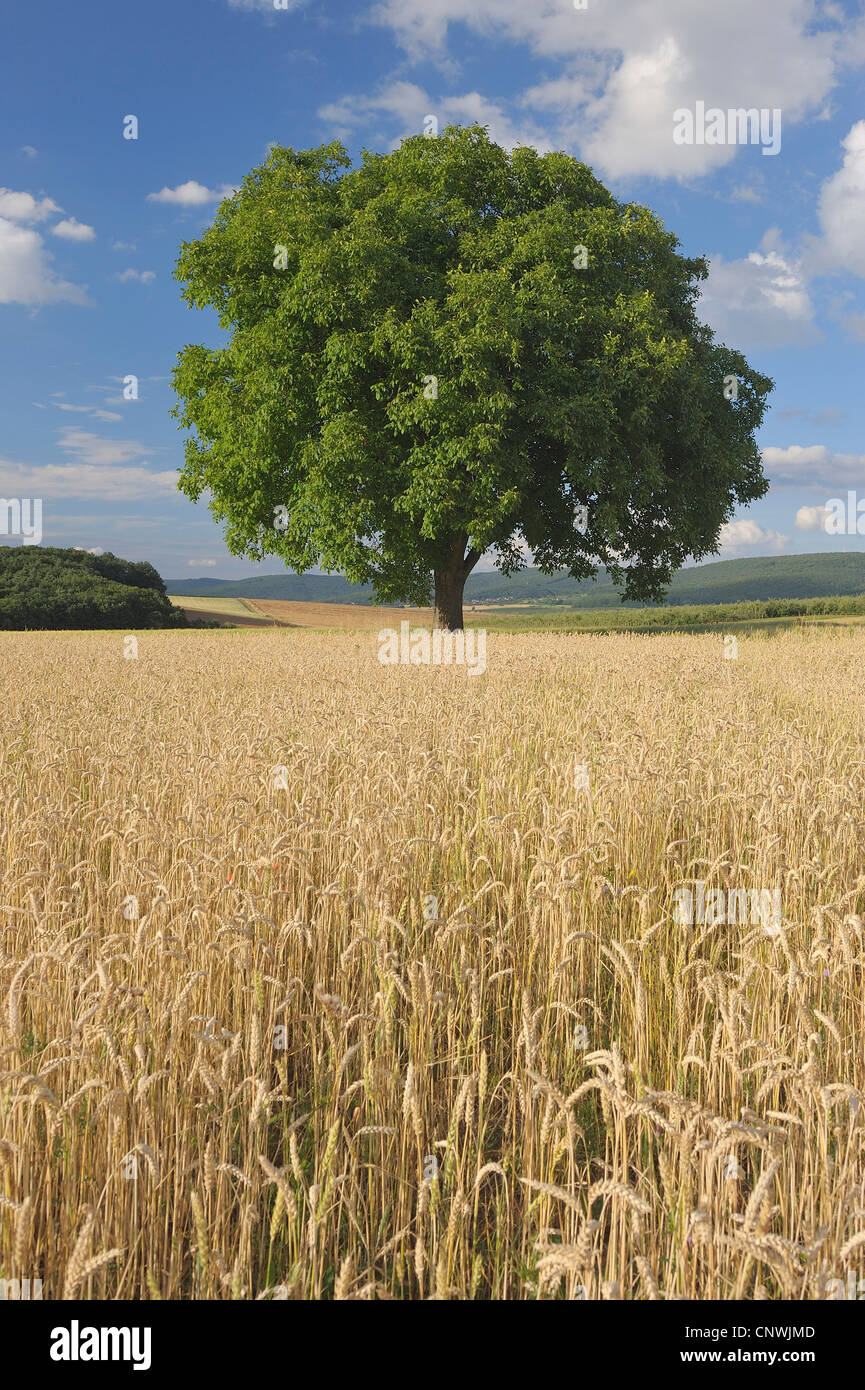 Walnut Tree Stock Photos & Walnut Tree Stock Images - Alamy