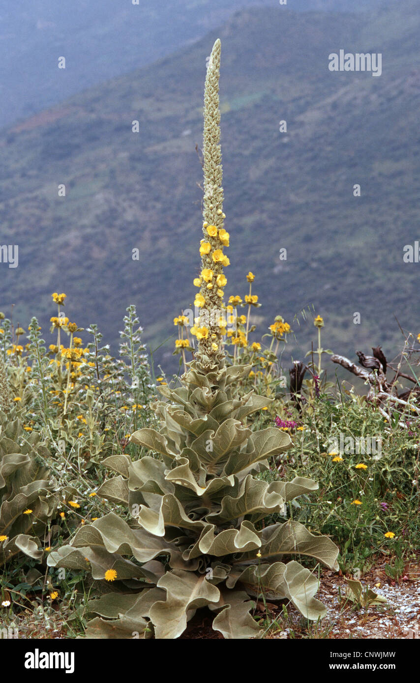 Greek mullein hi-res stock photography and images - Alamy