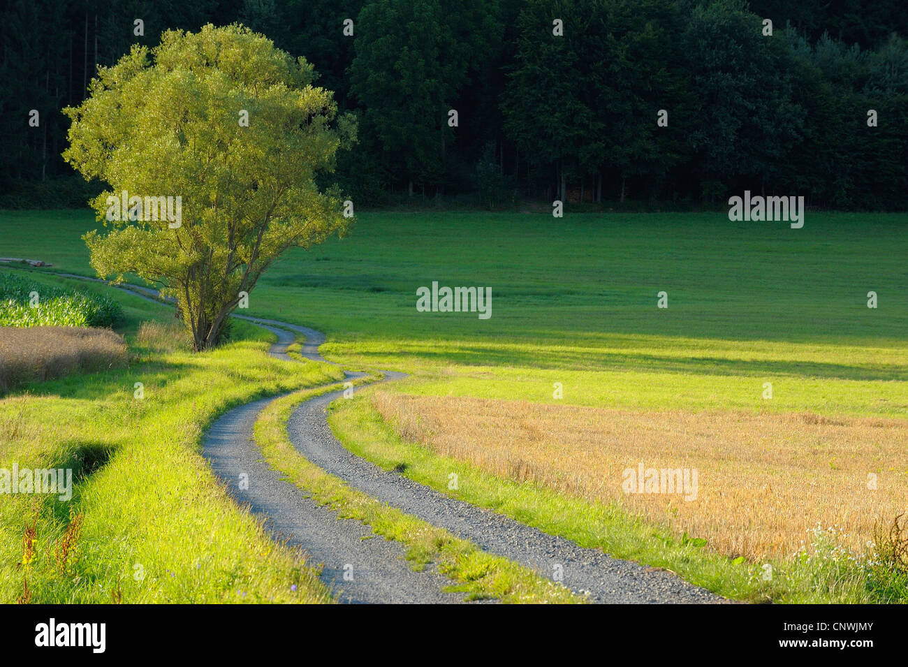 Standing beside a tree hi-res stock photography and images - Alamy