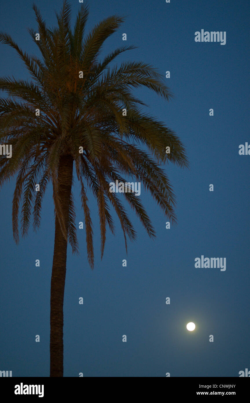Palm tree at night with moon in background Stock Photo - Alamy