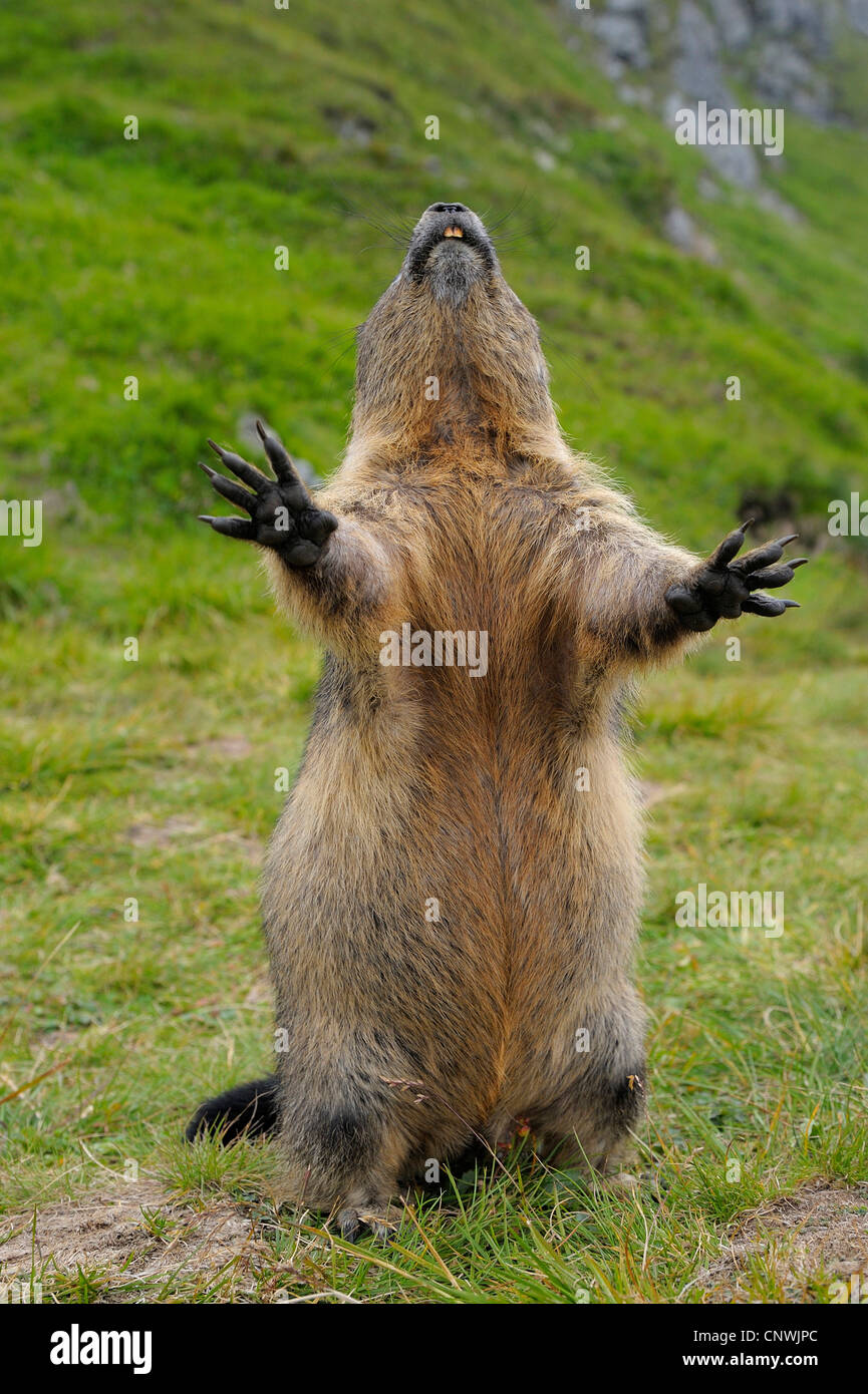 Upright head hi-res stock photography and images - Alamy