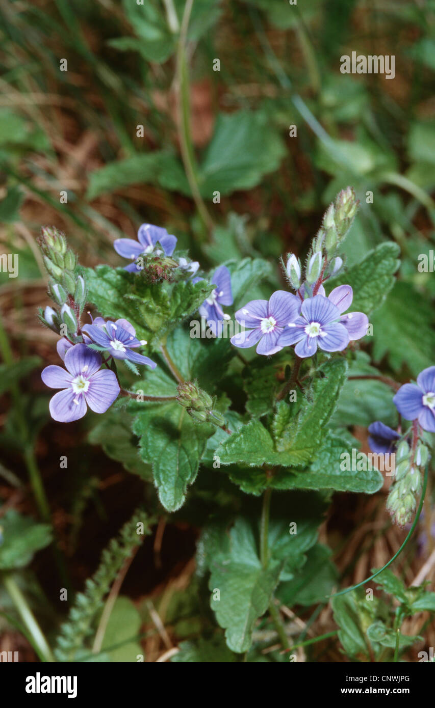 germander speedwell (Veronica chamaedrys), blooming, Germany Stock ...