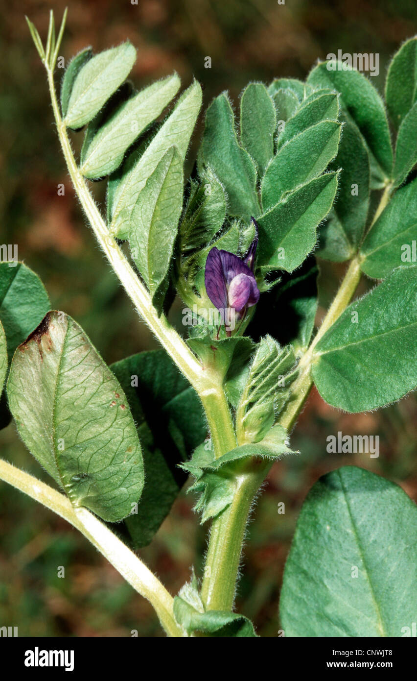 Vicia narbonensis vicia narbonensis hi-res stock photography and images ...