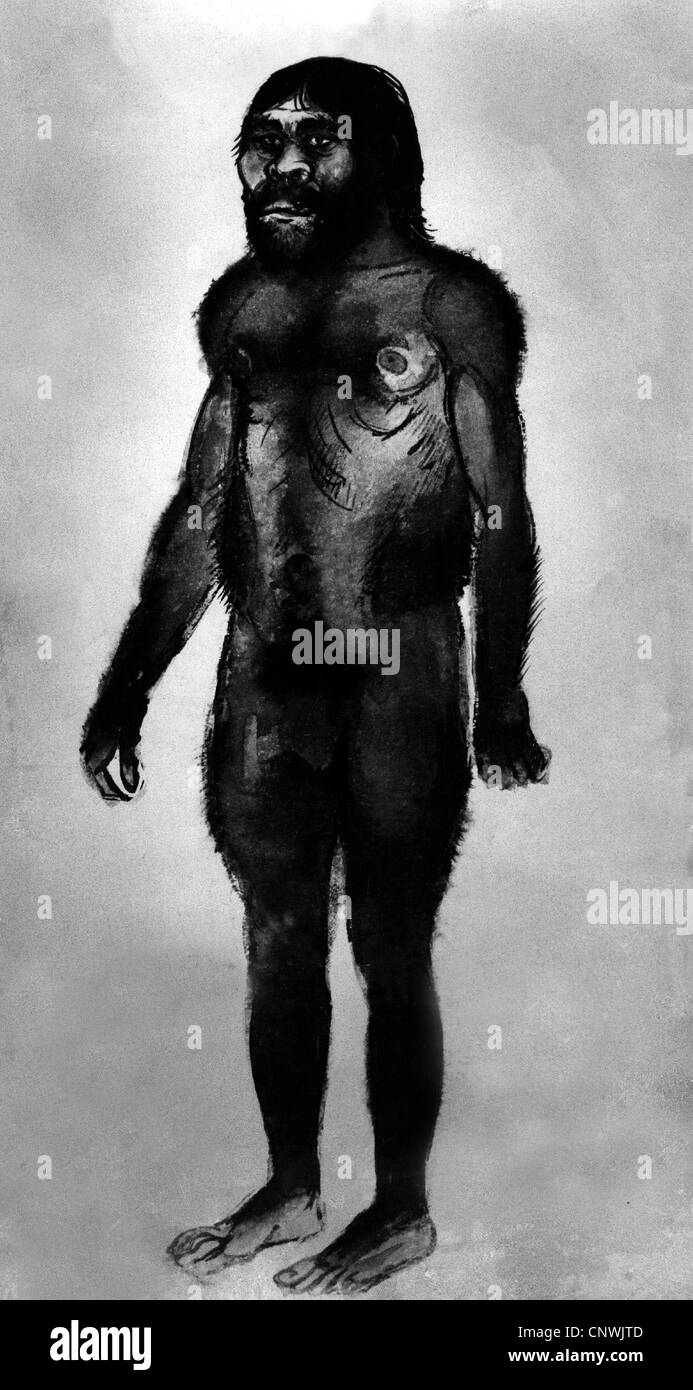 prehistory, people, illustration of a Homo habilis, caveman ...