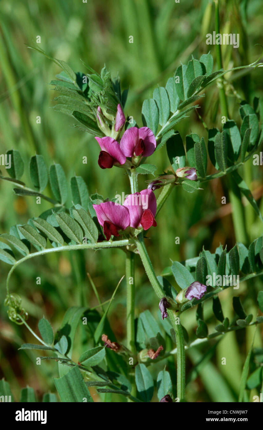 spring vetch (Vicia sativa), blooming, Germany Stock Photo - Alamy