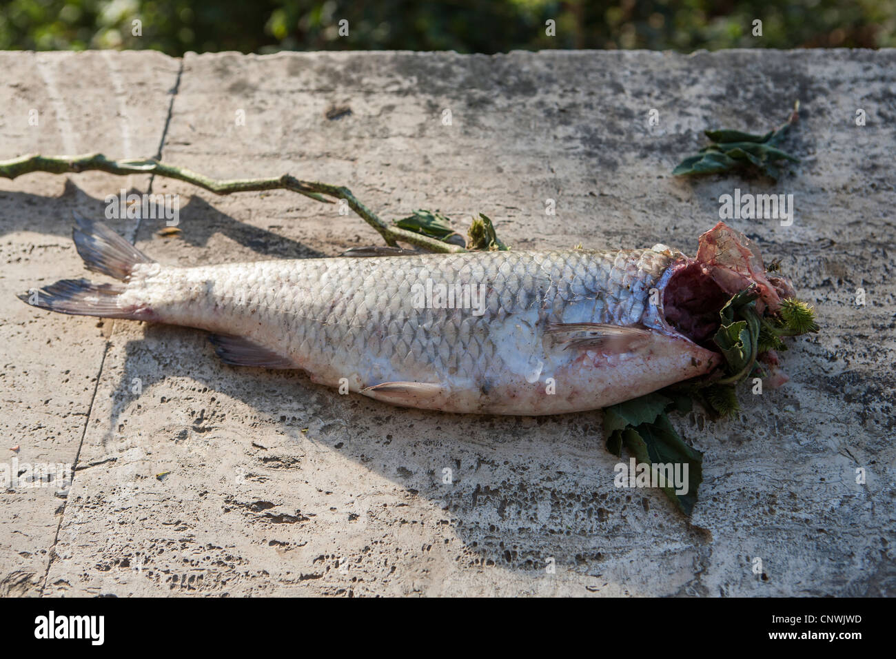 Dead fish on the banks of the River Tiber in Rome, Italy, Europe Stock ...