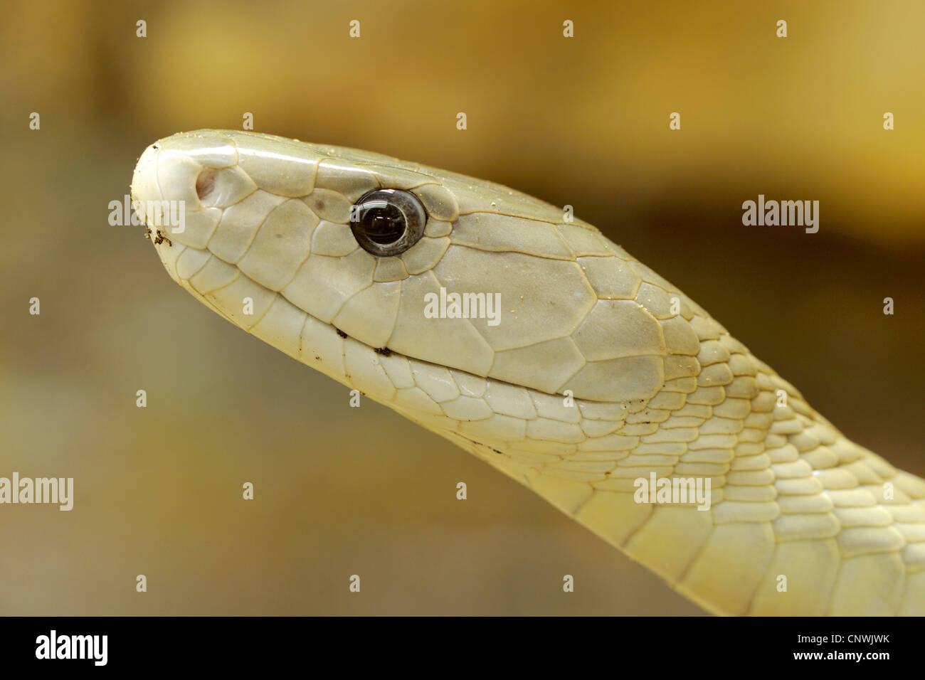 Black mamba hi-res stock photography and images - Alamy