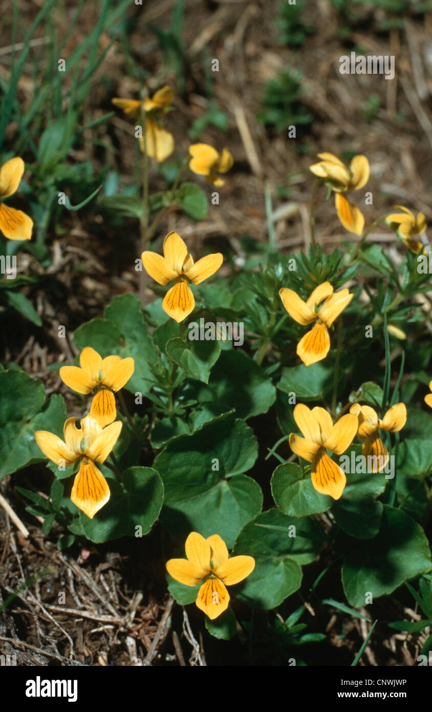 yellow wood violet (Viola biflora), blooming, Germany Stock Photo - Alamy