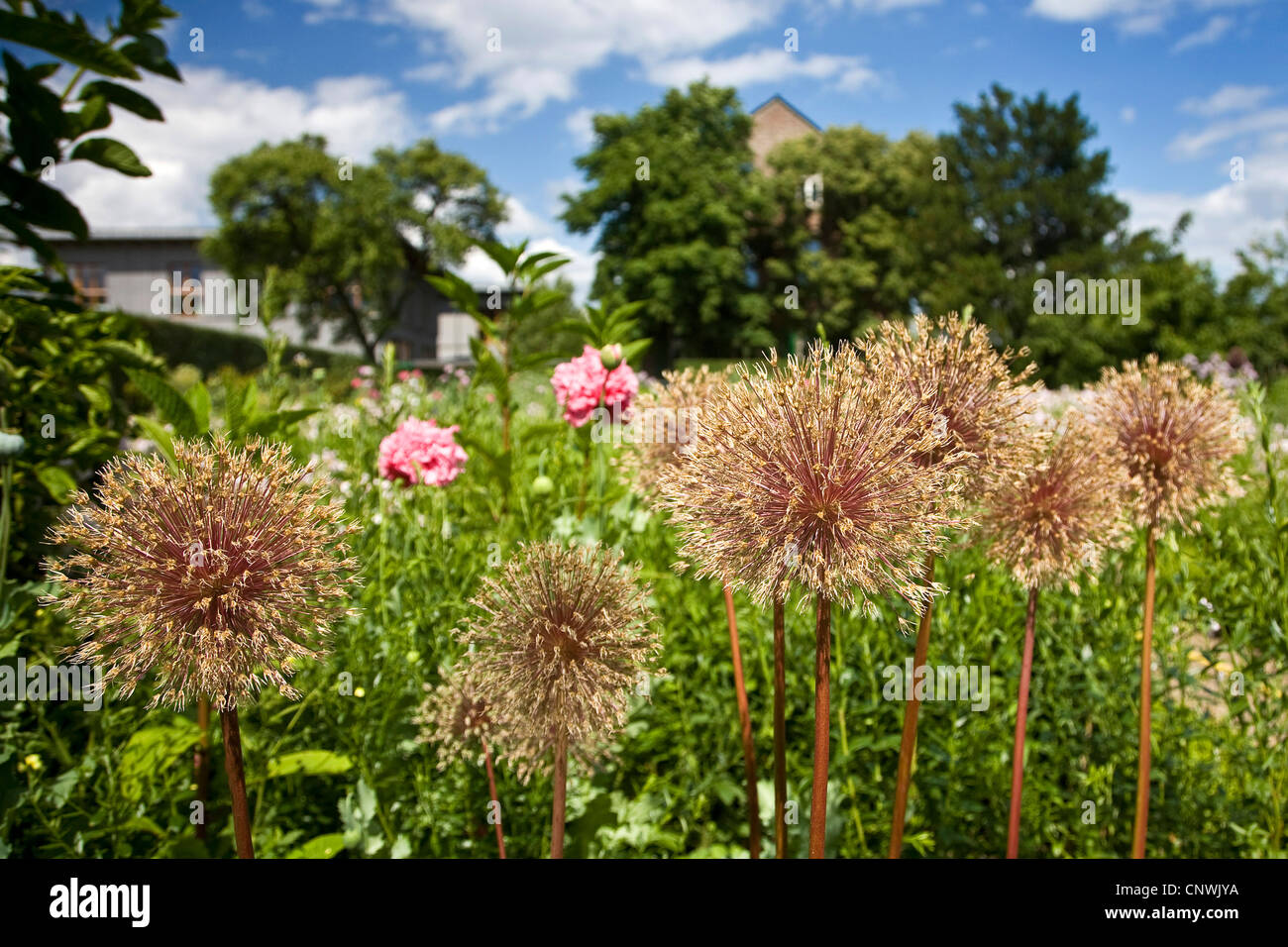 withered flowers in the rural garden at Haus Ripshorst, Germany, North ...