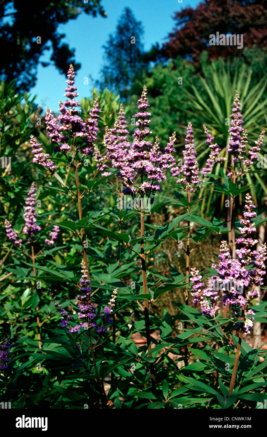 Chaste tree, Vitex (Vitex agnus-castus), blooming Stock Photo - Alamy