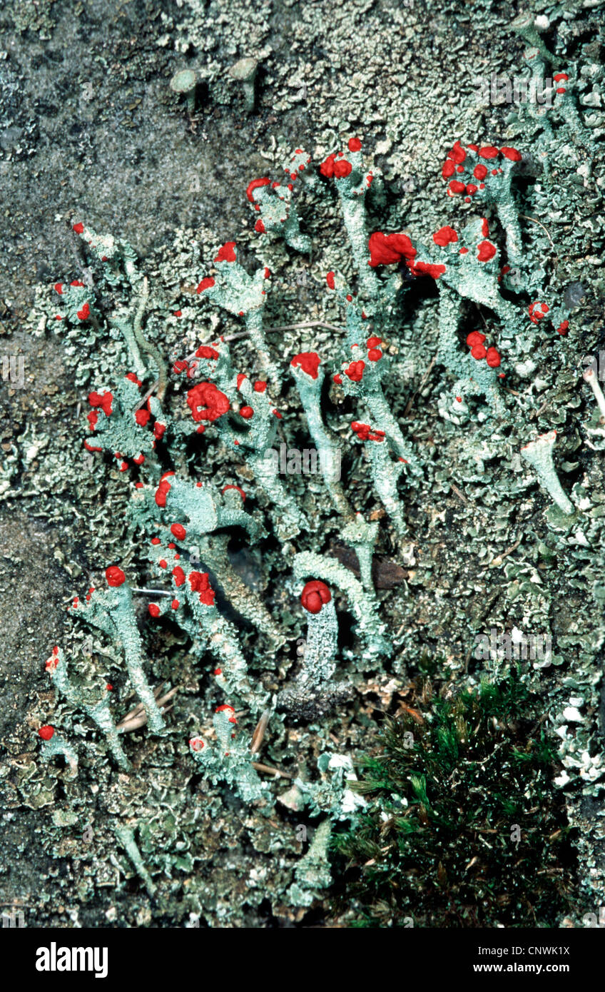 Red pixie cup (Cladonia coccifera), Germany Stock Photo - Alamy