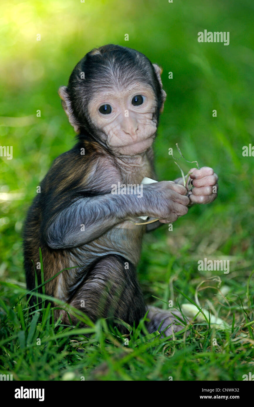 barbary ape, barbary macaque (Macaca sylvanus), a few weeks old baby ...