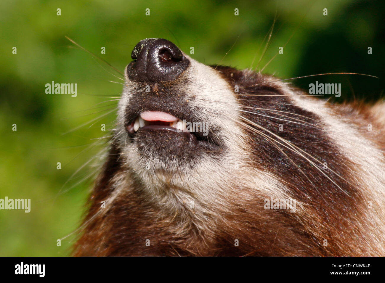 Displaying Teeth Stock Photos & Displaying Teeth Stock Images - Alamy