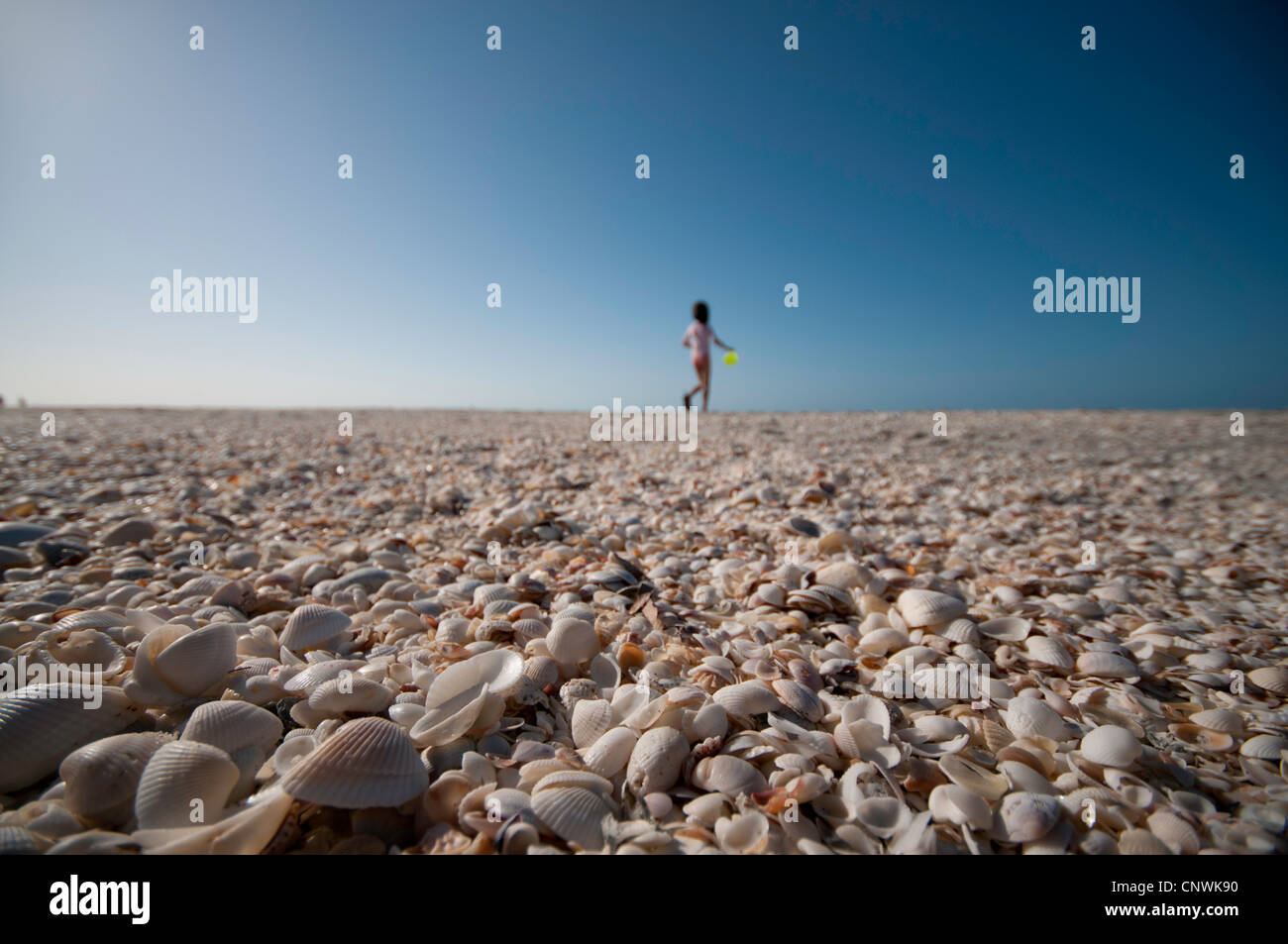 Sanibel island florida and shells hi-res stock photography and images ...