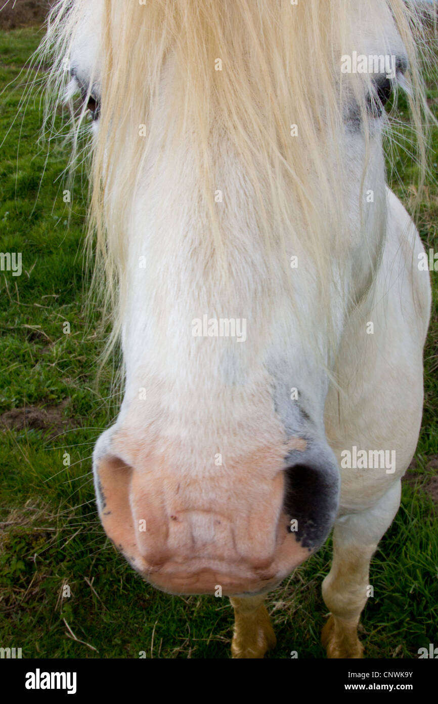 White pony nose and legs clos-up Stock Photo - Alamy
