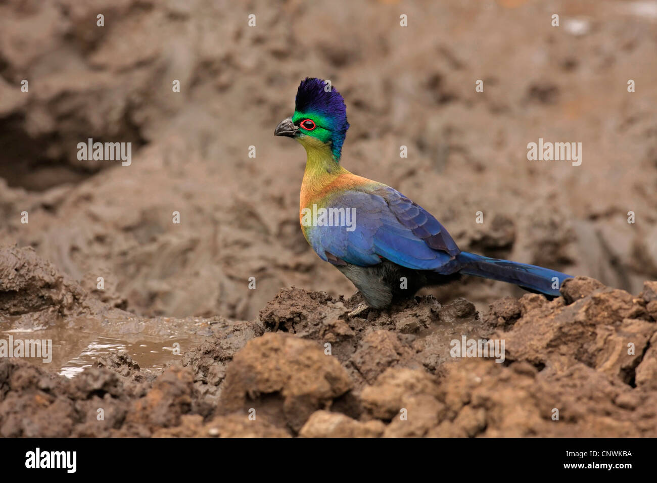 Purple crested turaco tauraco porphyreolophus hi-res stock photography ...
