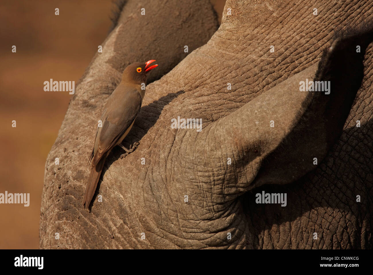 red-billed oxpecker (Buphagus erythrorhynchus), sitting on a rhinoceros ...
