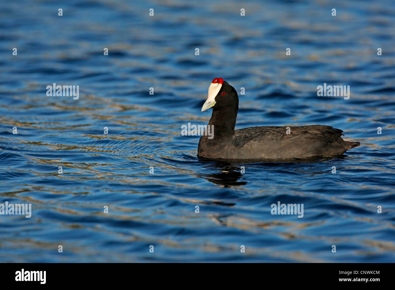 red-knobbed coot (Fulica cristata), swimming, South Africa, Western ...