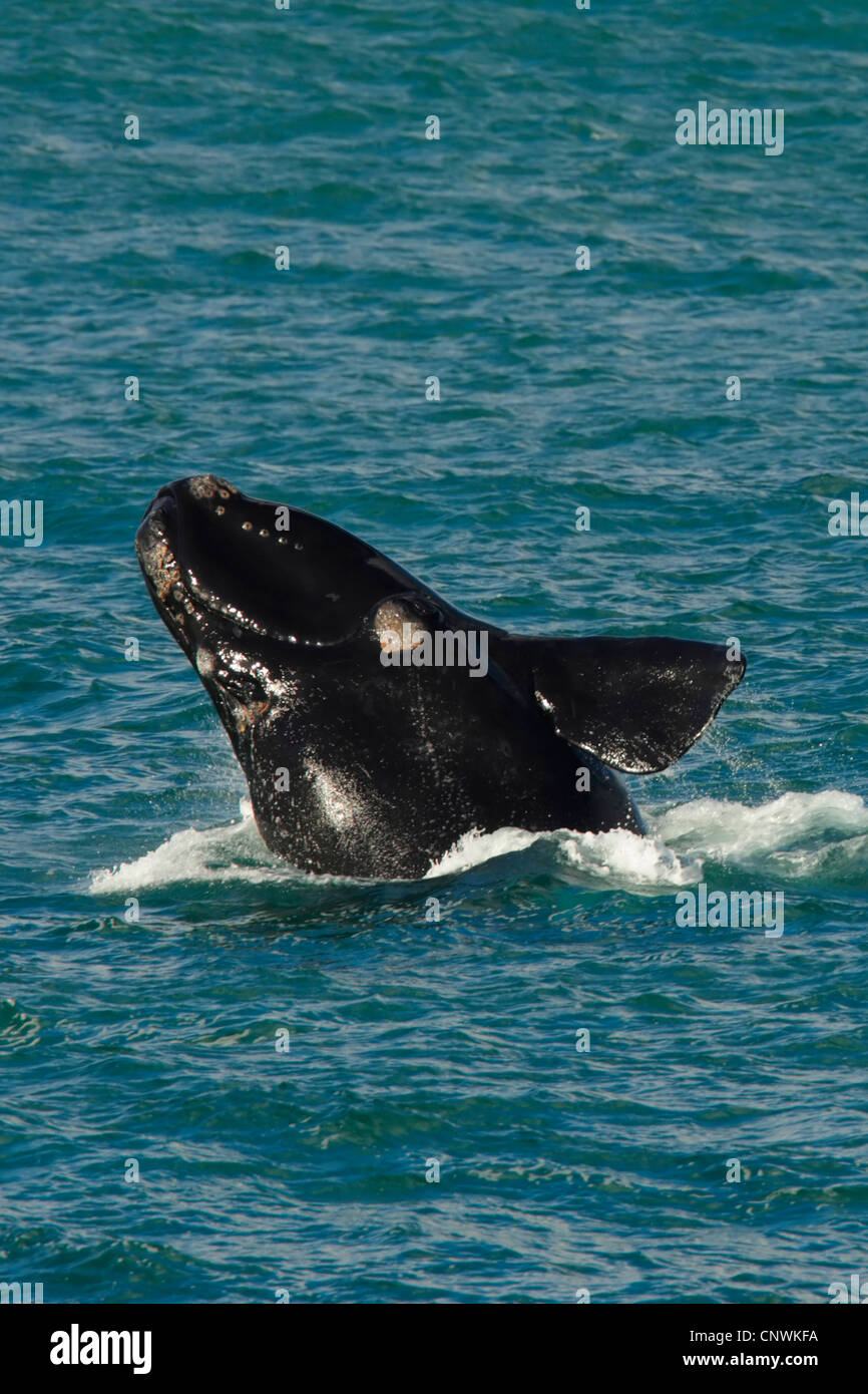 southern right whale (Eubalaena australis, Balaena glacialis australis ...