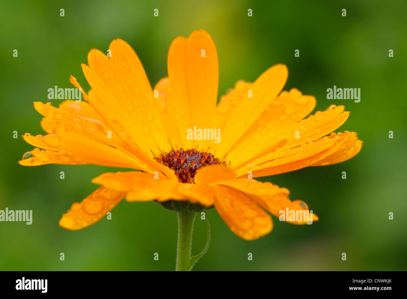 garden-pot marigold (Calendula officinalis), inflorescence Stock Photo ...