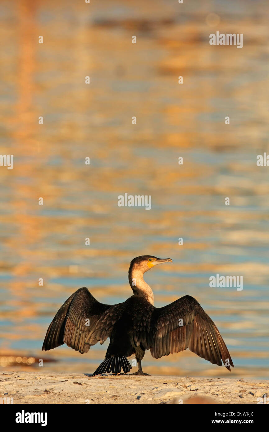 white-breasted cormorant (Phalacrocorax lucidus), standing at a lake ...