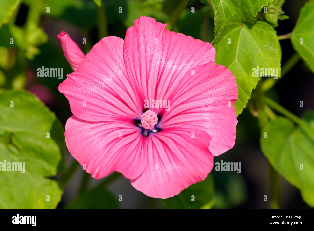 Royal mallow hi-res stock photography and images - Alamy