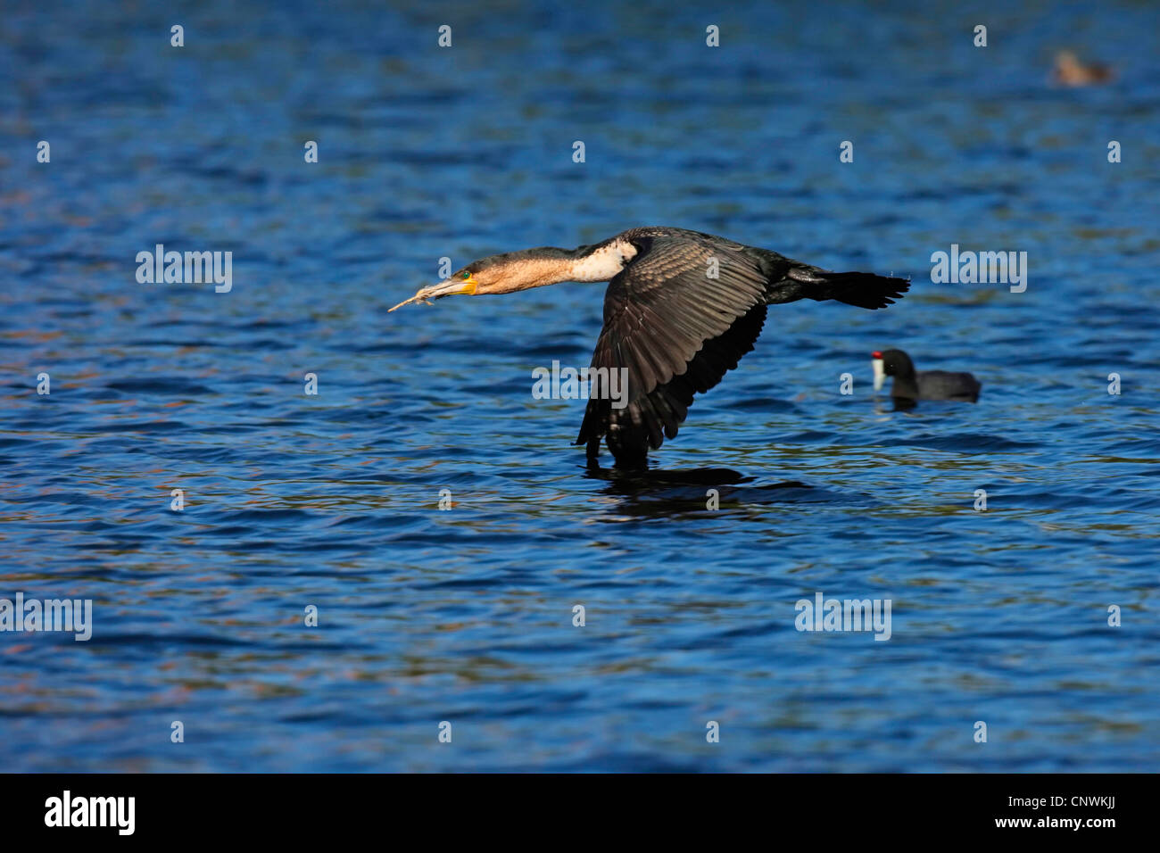 white-breasted cormorant (Phalacrocorax lucidus), flying close to the ...
