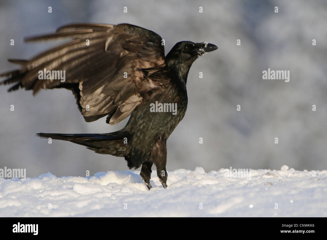 common raven (Corvus corax), landing, Norway Stock Photo - Alamy