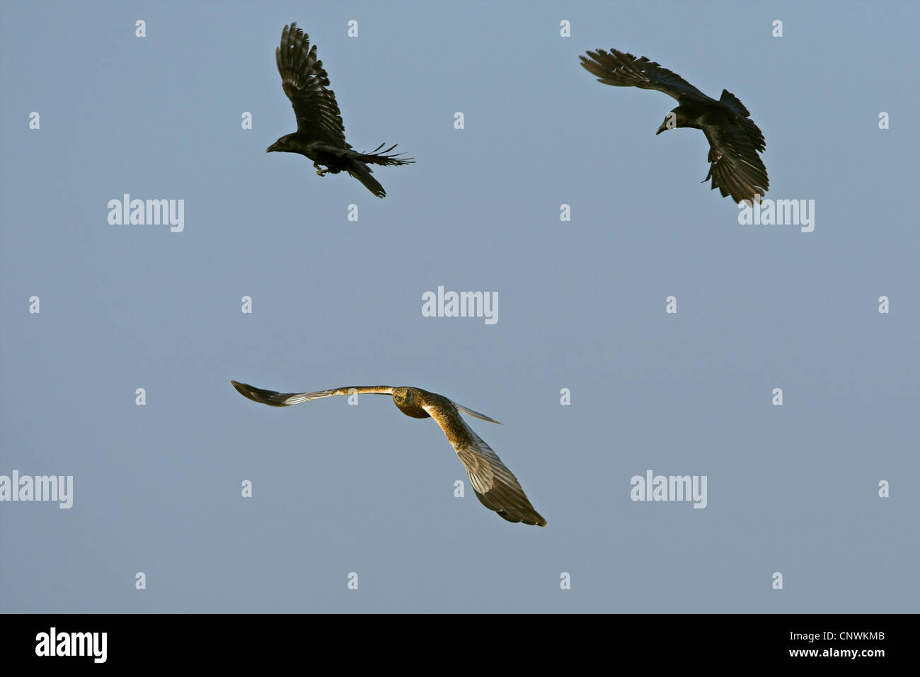 western marsh harrier (Circus aeruginosus), attacked by two carrion ...