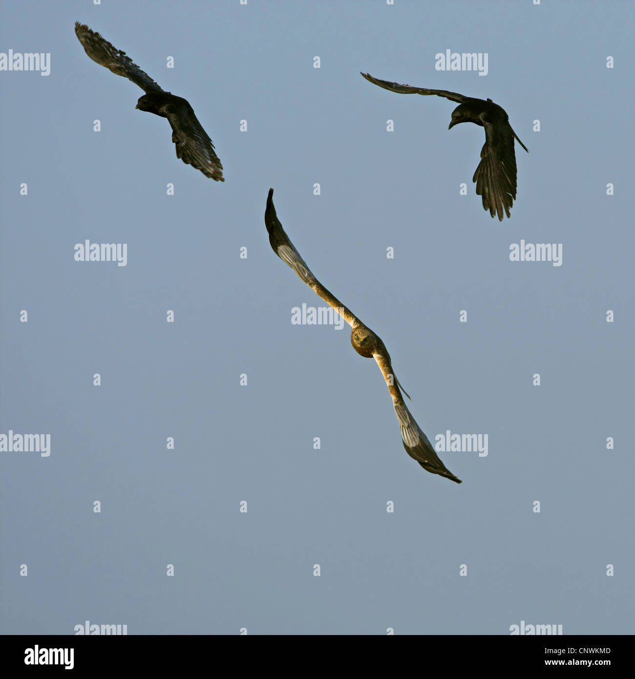 western marsh harrier (Circus aeruginosus), attacked by two carrion ...