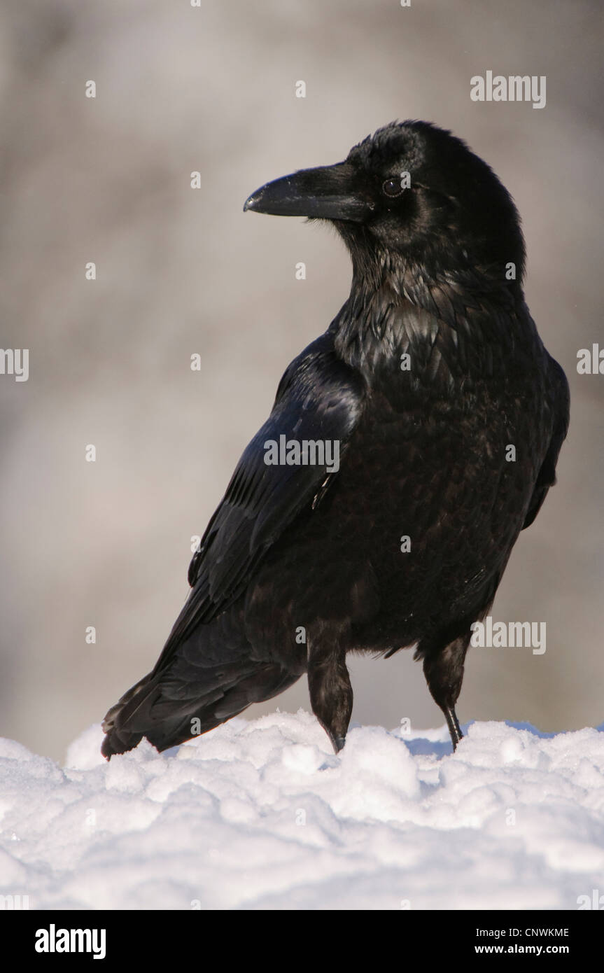 Common raven scandinavia hi-res stock photography and images - Alamy