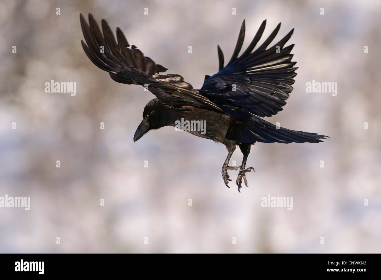 common raven (Corvus corax), flying, Norway, Lauvsnes Stock Photo - Alamy