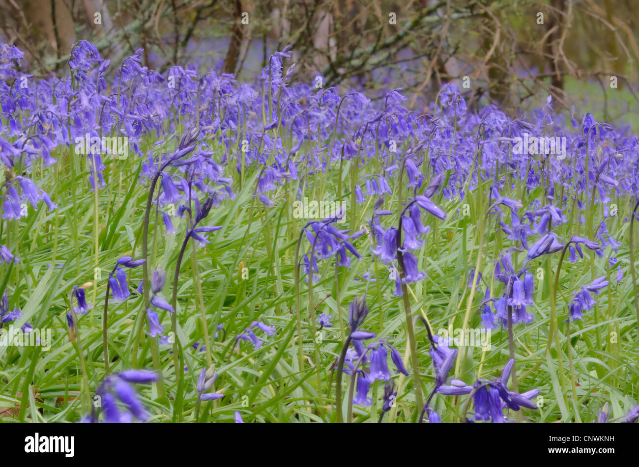Wild Bluebells in Surrey, looks like a Bluebell Army on the march Stock ...