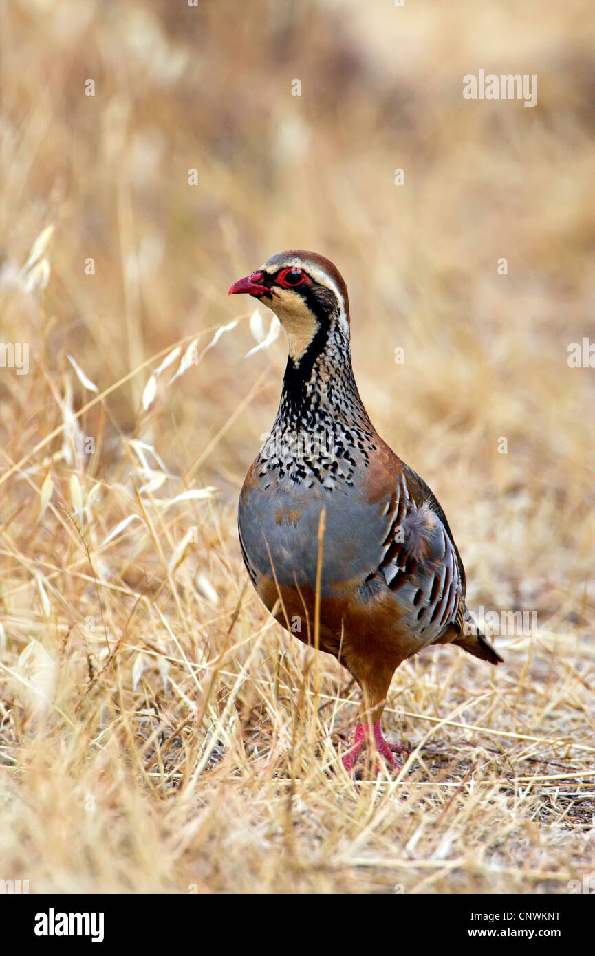 red-legged partridge (Alectoris rufa), sitting in a dry meadow, Spain ...