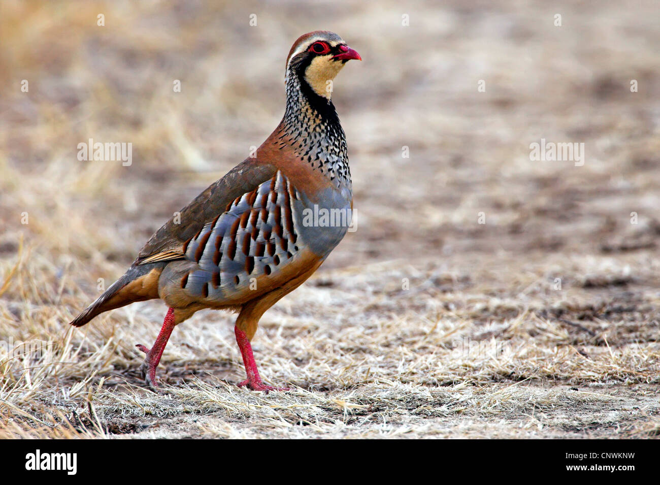 red-legged partridge (Alectoris rufa), sitting in a dry meadow, Spain ...