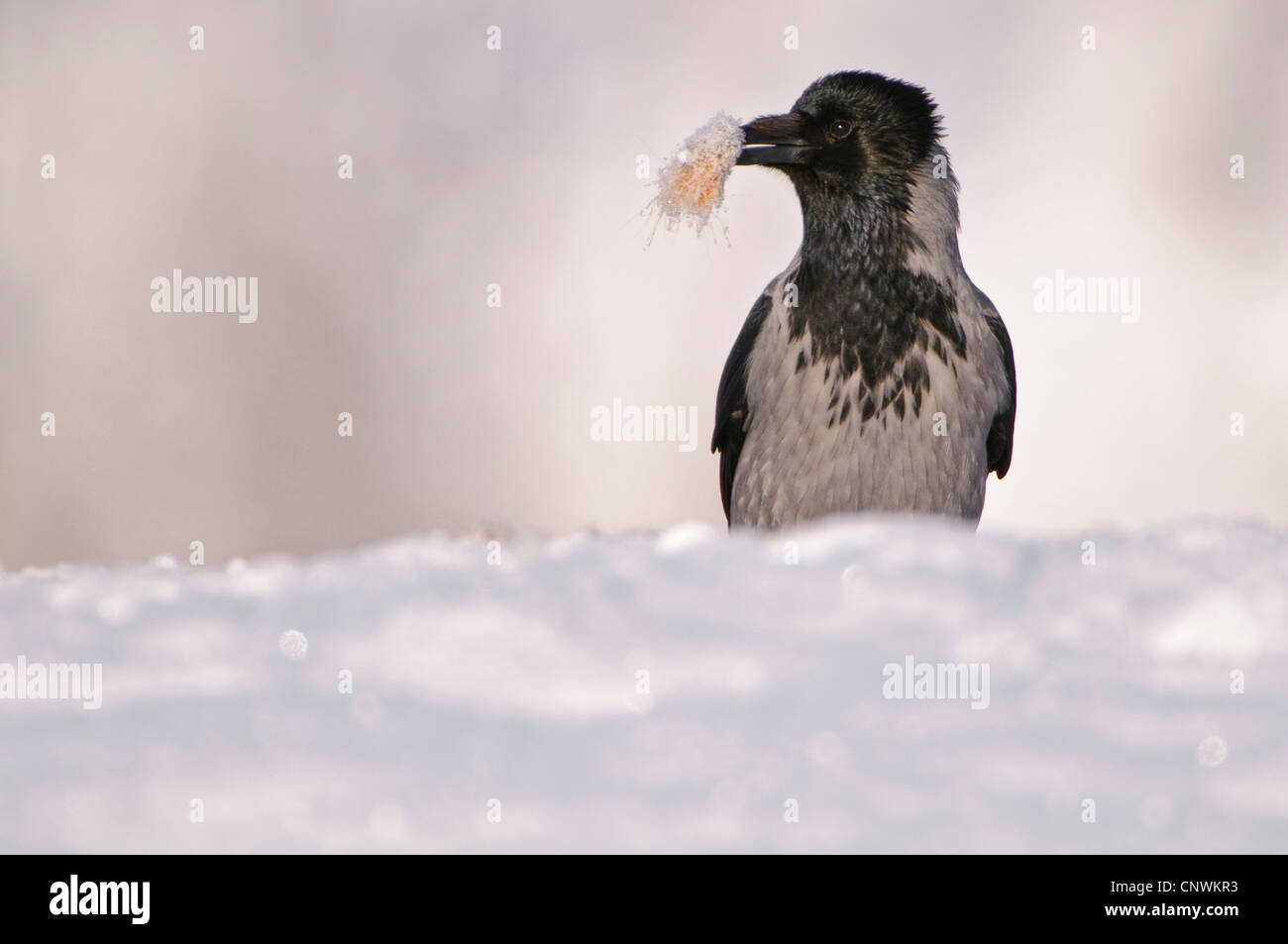 hooded crow (Corvus corone cornix), with fur in its beak, Norway Stock ...