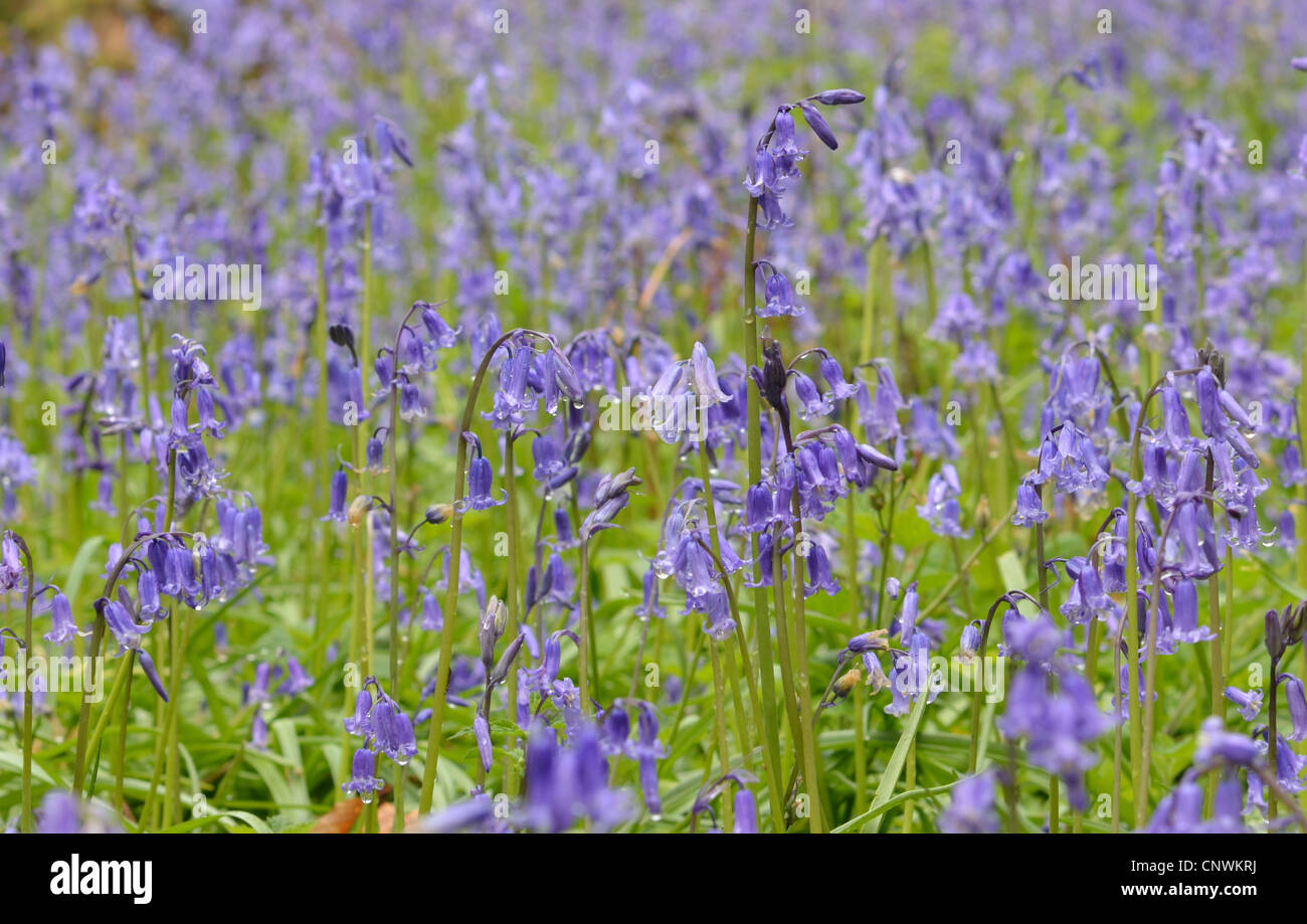 Wild Bluebells with raindrops, in Surrey Stock Photo - Alamy