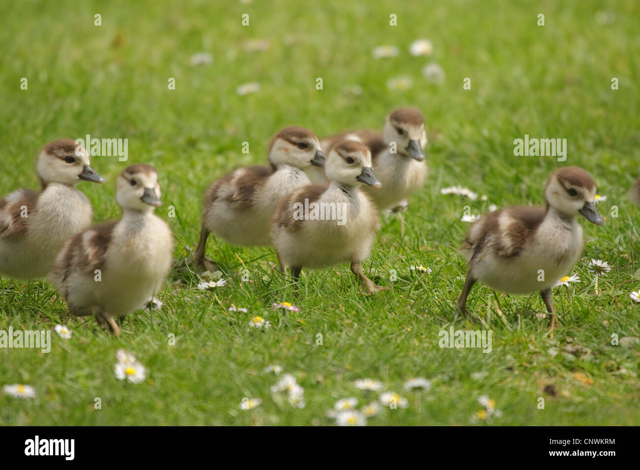 Egyptian goose (Alopochen aegyptiacus), six chicks walking across a meadow, Germany Stock Photo ...