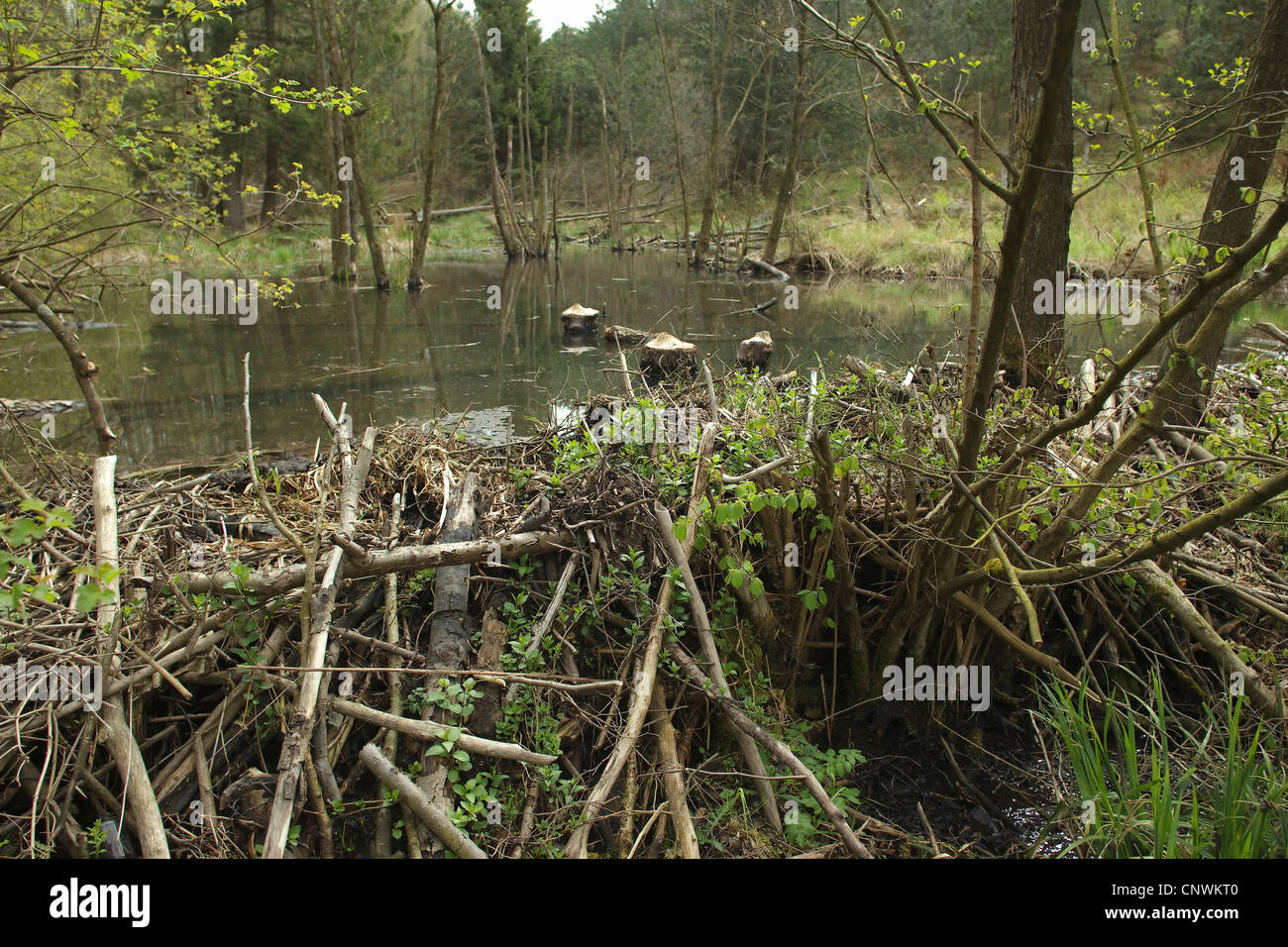 Eurasian beaver, European beaver (Castor fiber), Beaver dam, Germany ...