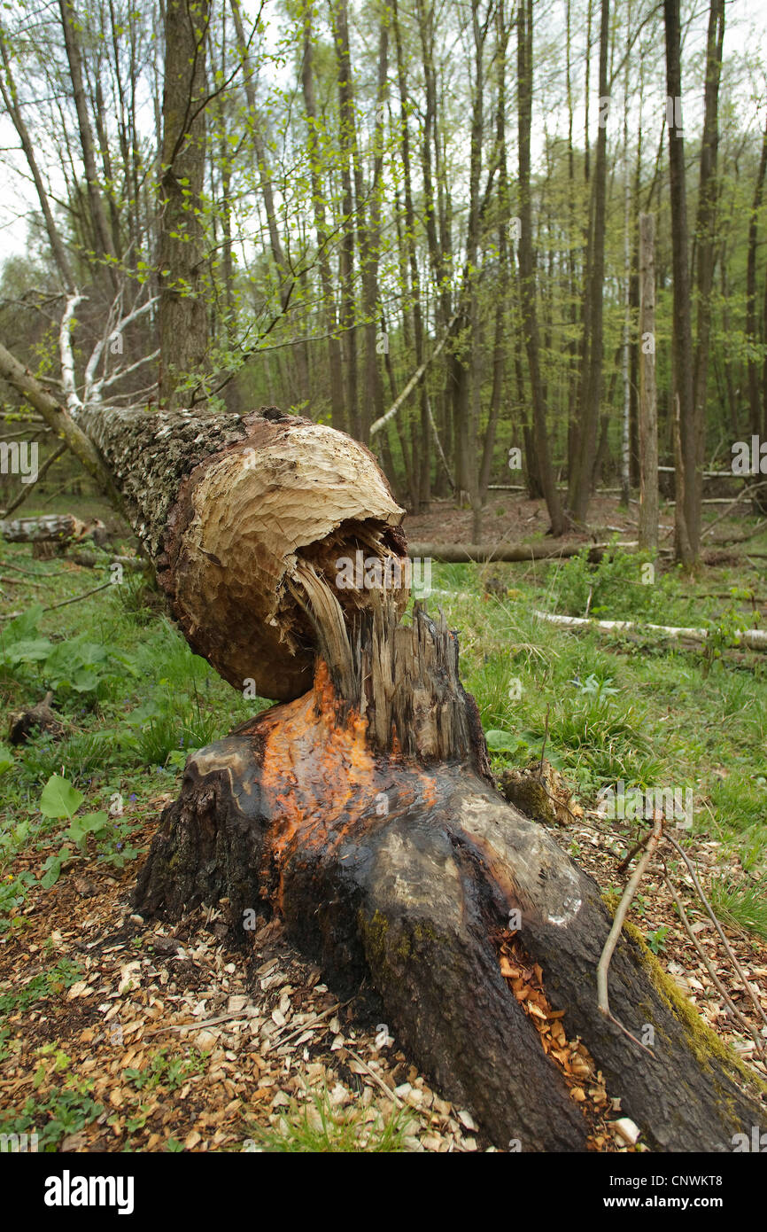 Eurasian beaver, European beaver (Castor fiber), felled tree trunk ...