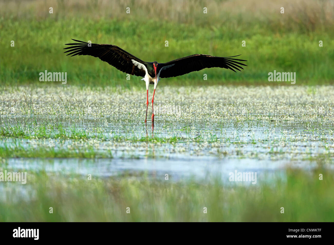 Black swamp birds hi-res stock photography and images - Alamy