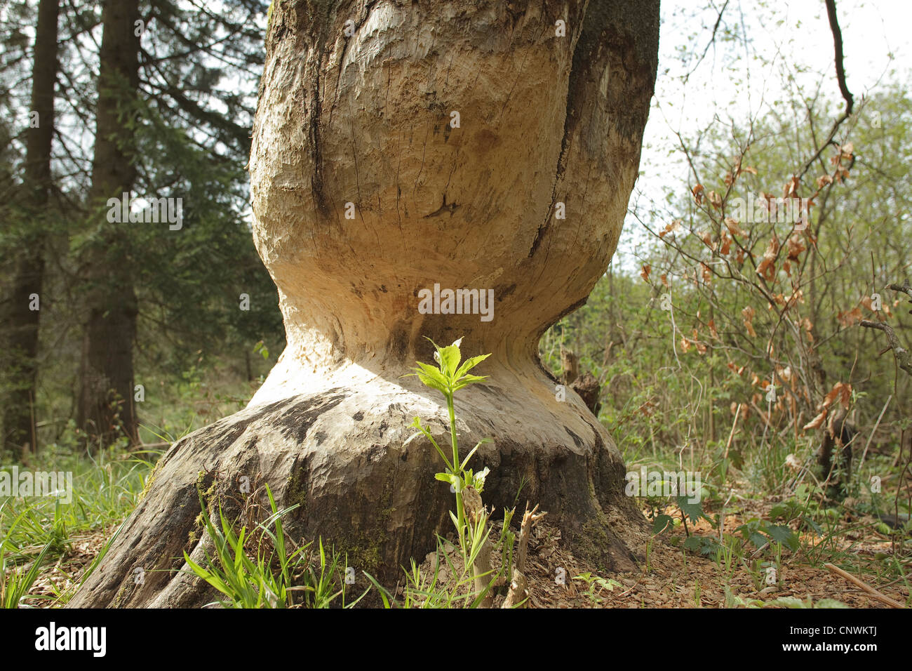 Eurasian beaver, European beaver (Castor fiber), gnawed tree trunk ...