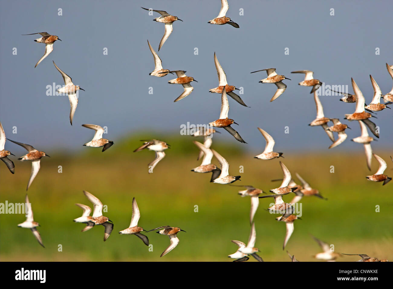 curlew sandpiper (Calidris ferruginea), flock flying, Greece, Lesbos ...
