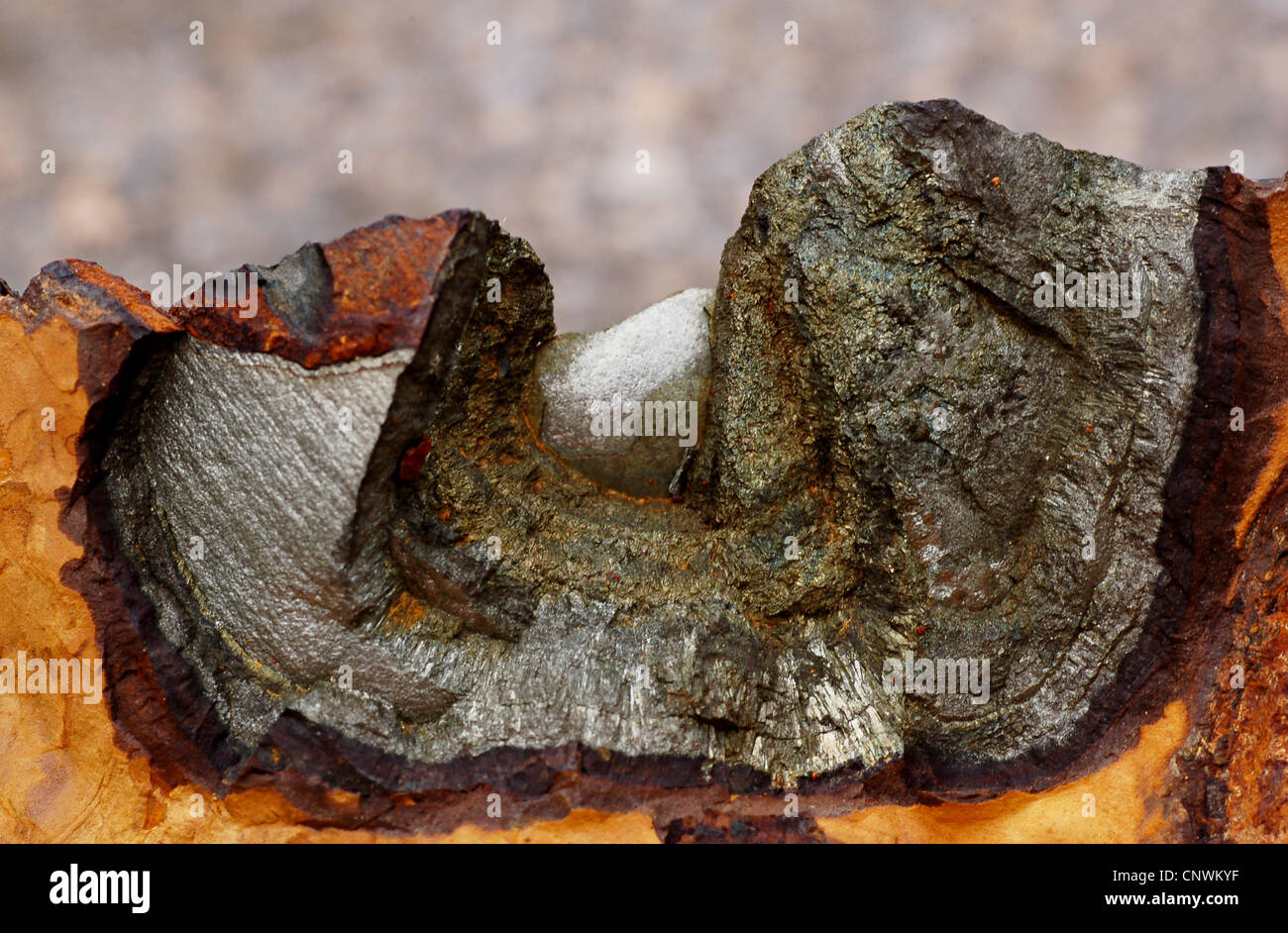 Marcasites hi-res stock photography and images - Alamy